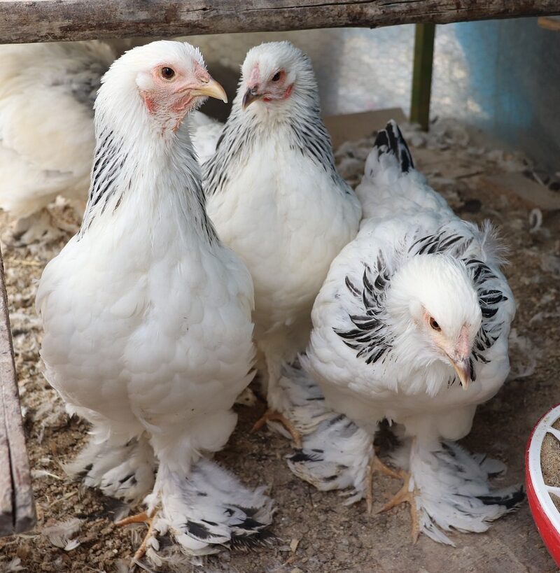 Découvrez la majestueuse Poule Brahma : Origine, Caractéristiques et ...