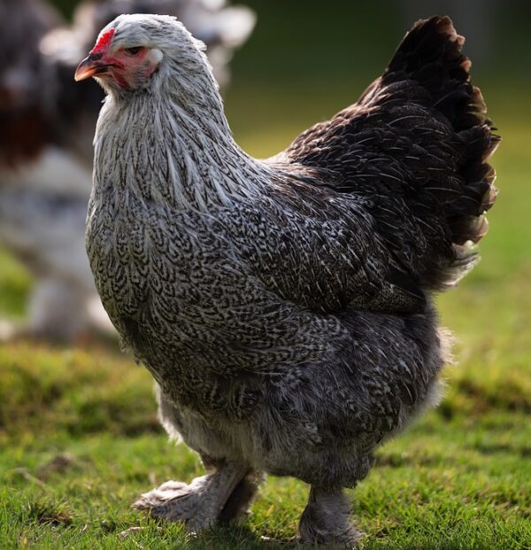 Découvrez la majestueuse Poule Brahma : Origine, Caractéristiques et ...