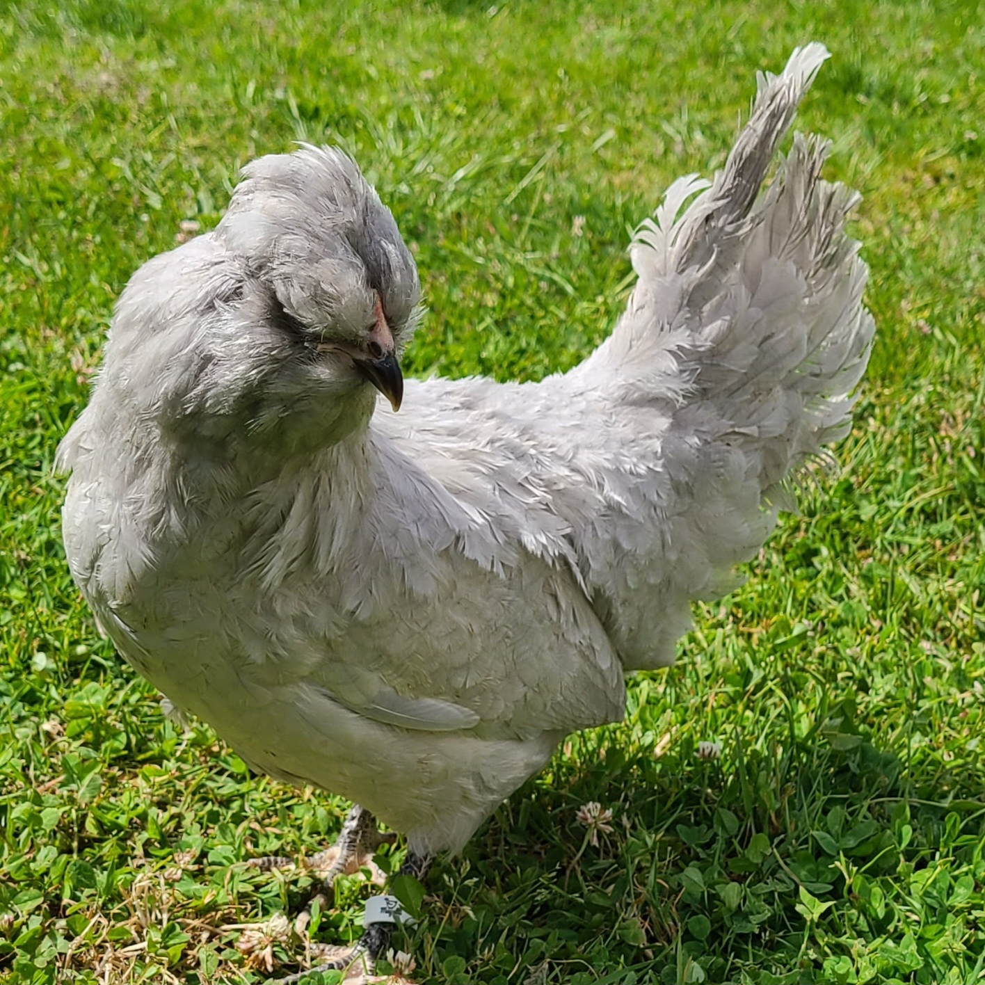 La poule Ameraucana : Une Poule Unique aux Œufs Bleus - Maganimal